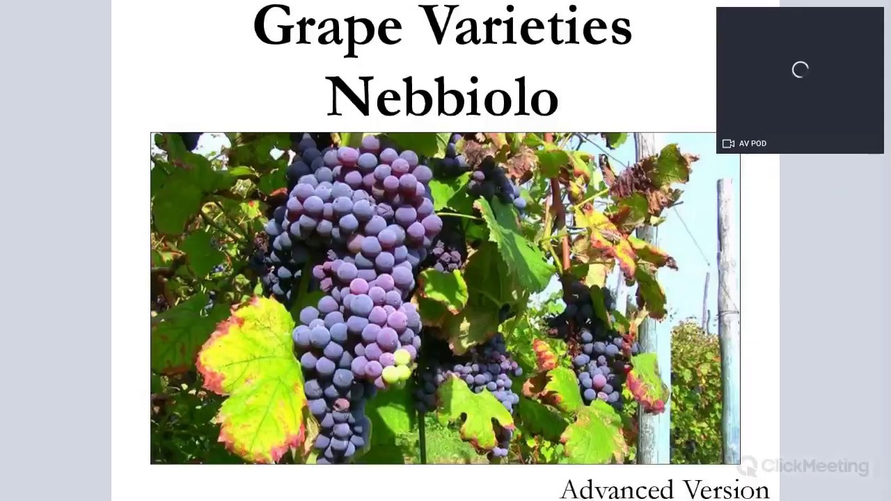 Grape Varieties - Nebbiolo Advanced Version ideal for WSET L3 and L4 ...