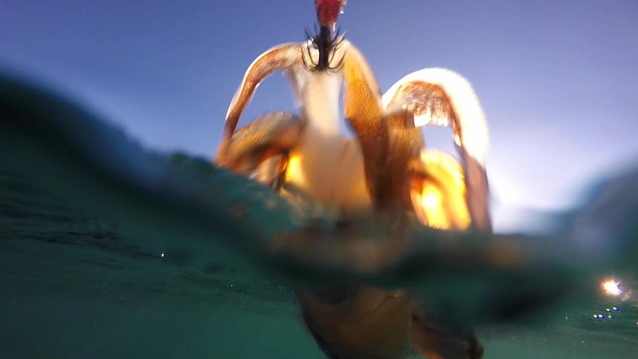 SQUIRTING SQUID! FISHING FOR DINNER Catch Clean n Cook Cuttlefish ...