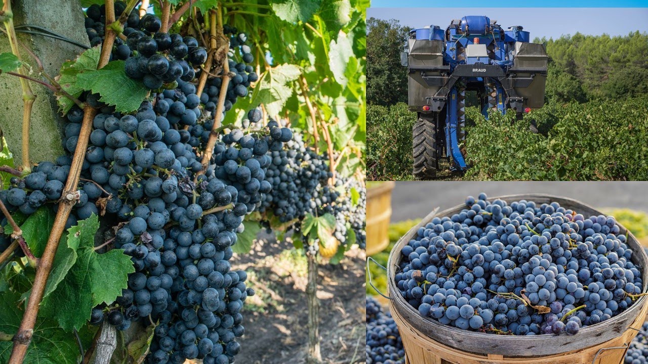 How to produce grapes | Life cycle of a vine Grape from Planting to ...