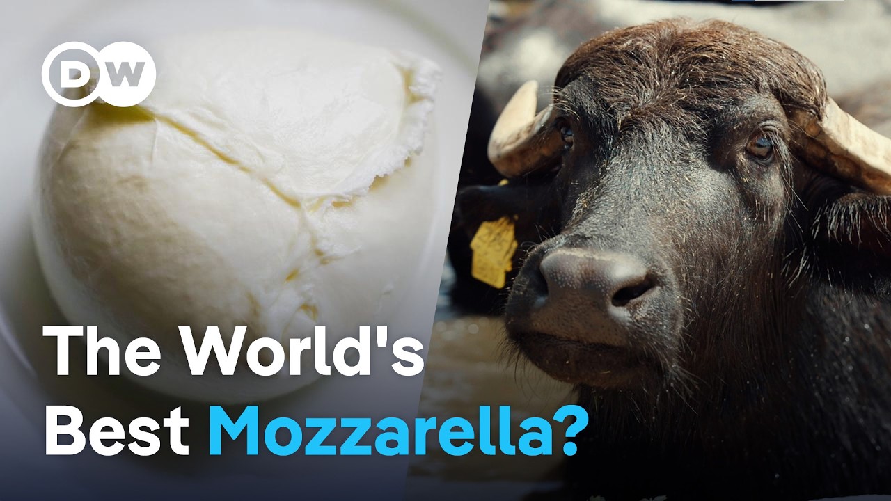 How buffalo mozzarella is made in Italy - Italian Food